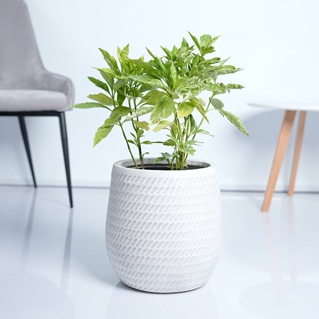 Golden Pseuderanthemum Plant | Yellow Vein Eranthemum – My Store